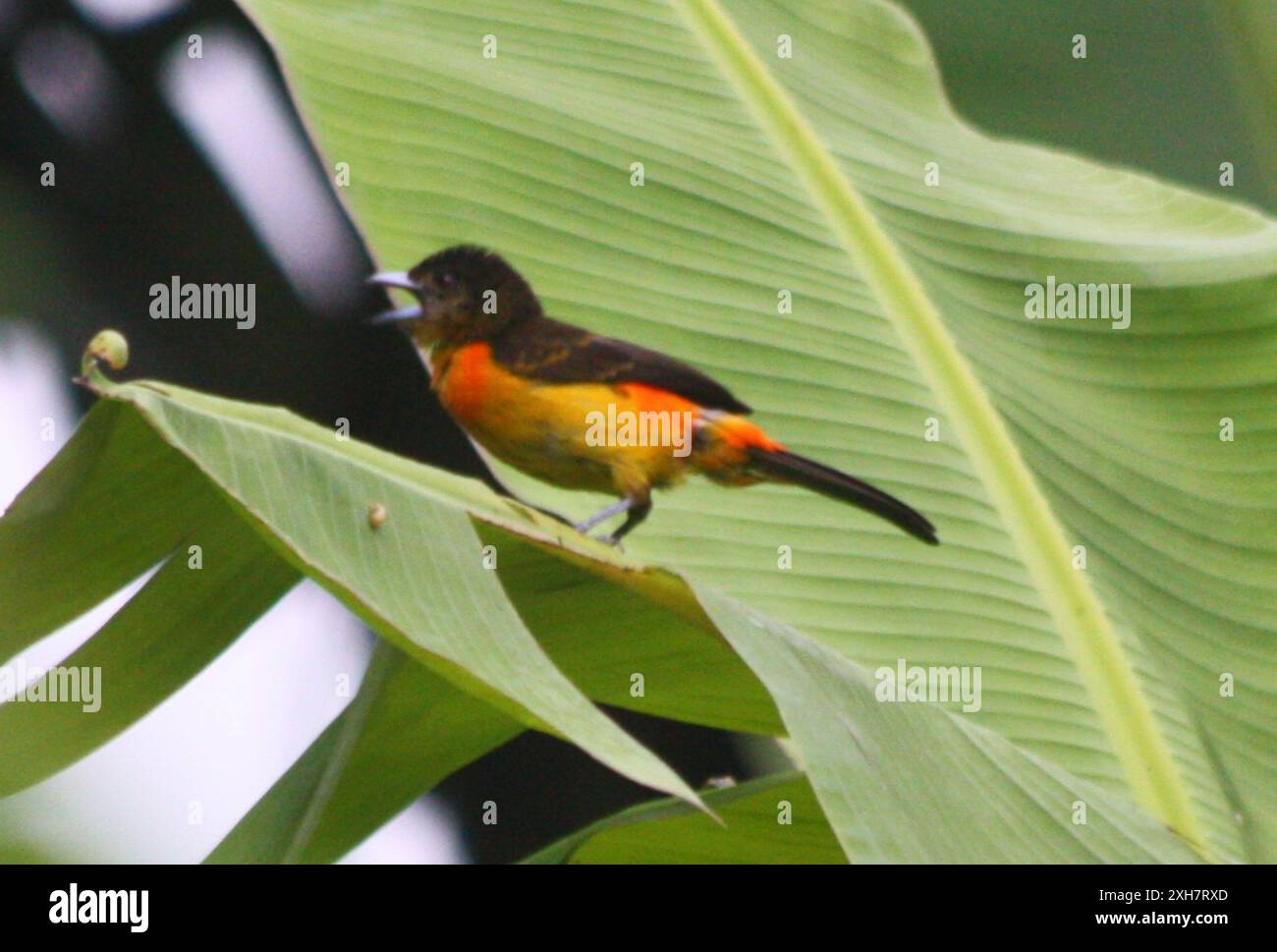 Flame-rumped Tanager (Ramphocelus flammigerus) jardin, colombia Stock ...