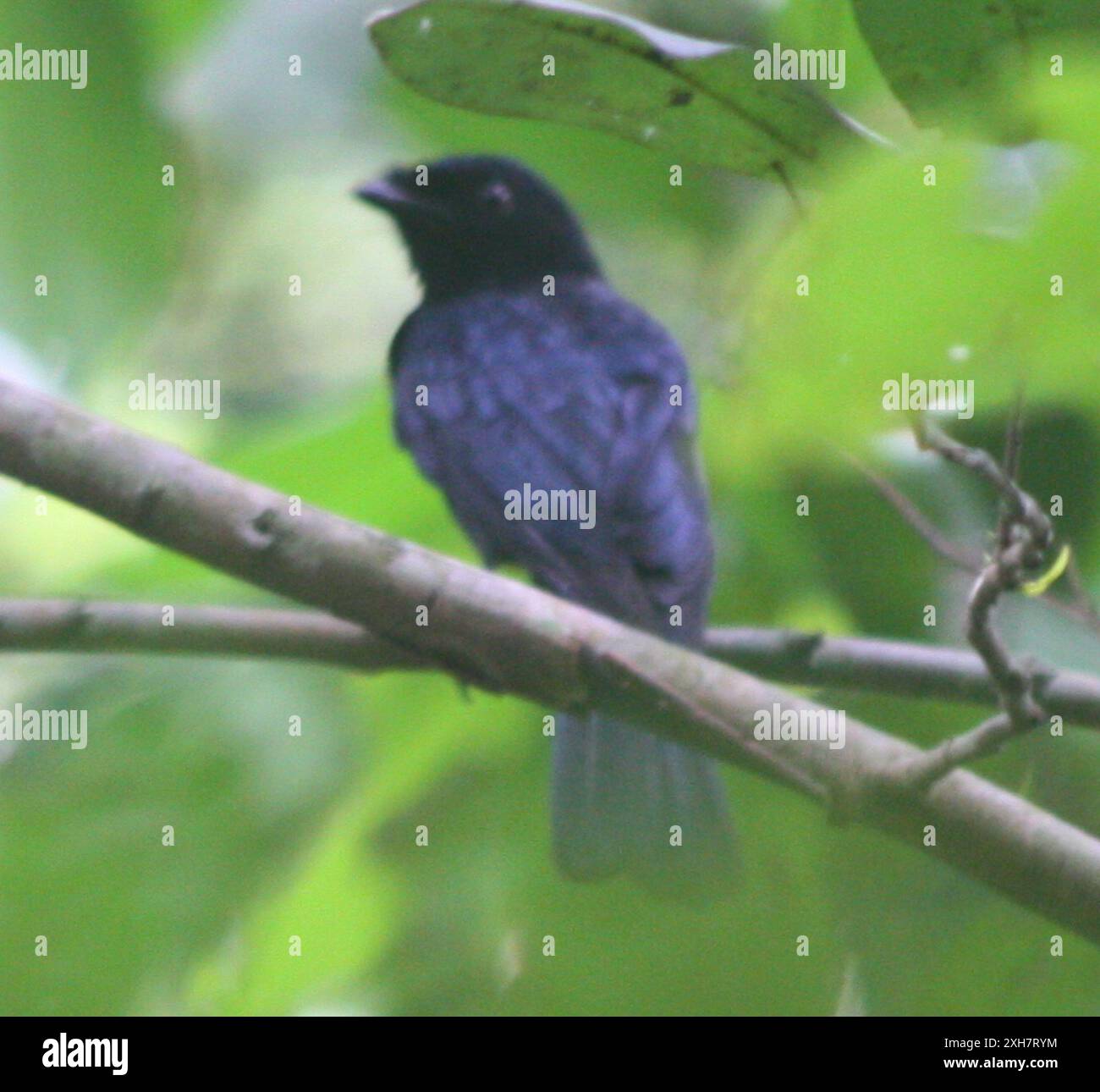 Shining drongo hi-res stock photography and images - Alamy