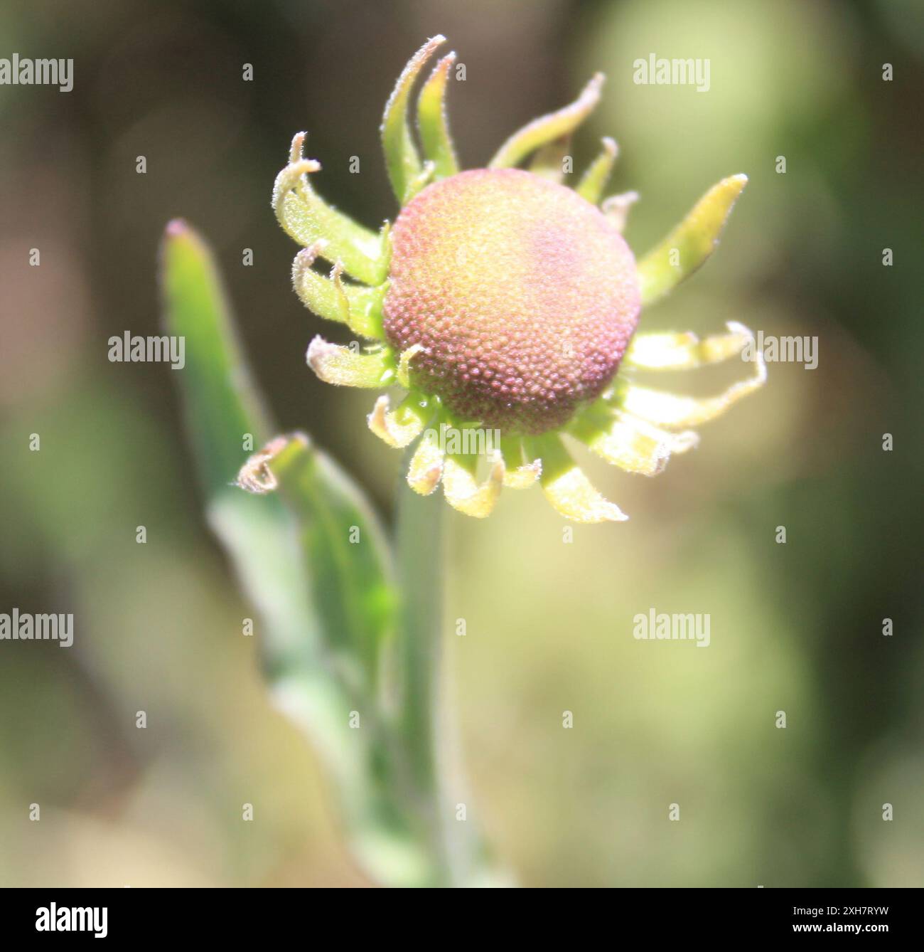 Rosilla (Helenium puberulum) San Bruno Mountain State and County Park ...