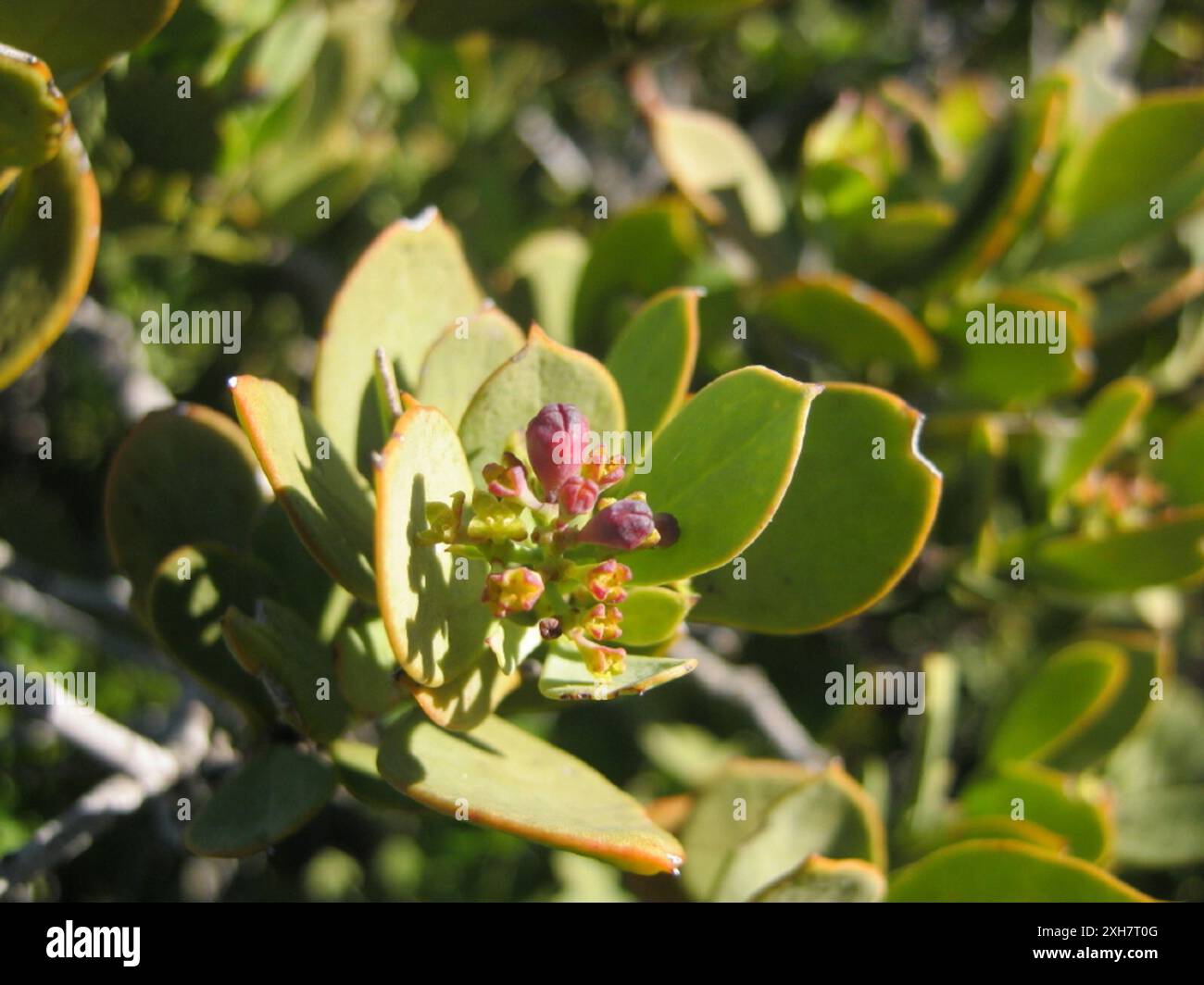 Kranshoek hi-res stock photography and images - Alamy