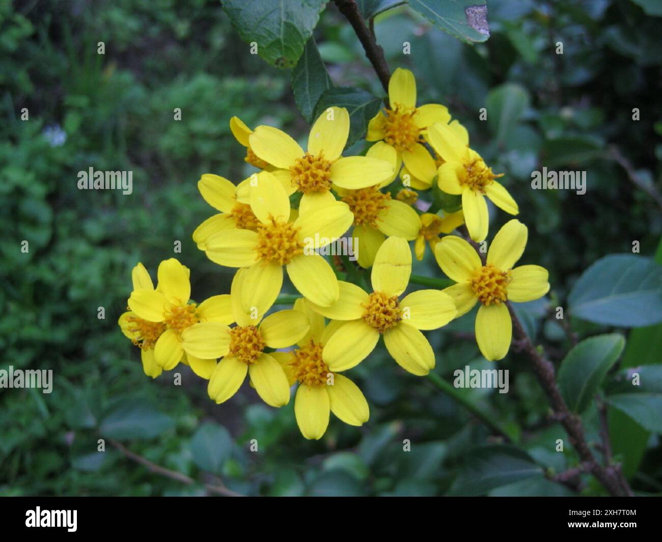 creeping groundsel (Senecio angulatus) Dune Molerat Reserve Stock Photo ...