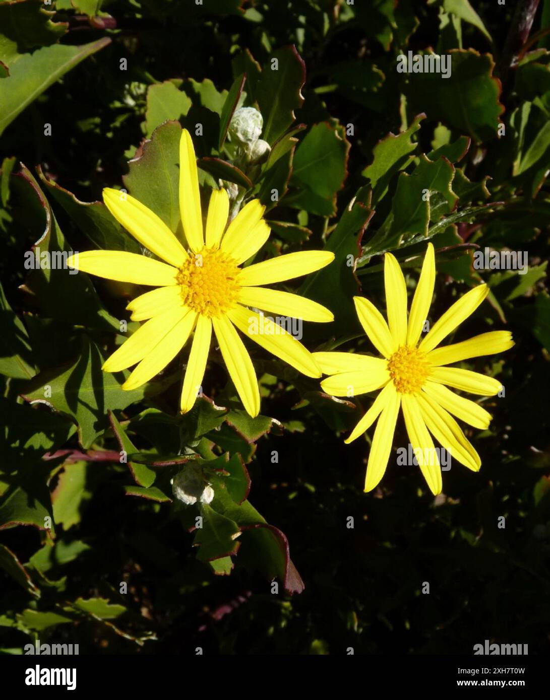 Bietou (Osteospermum moniliferum moniliferum) Kranshoek: Kranshoek ...