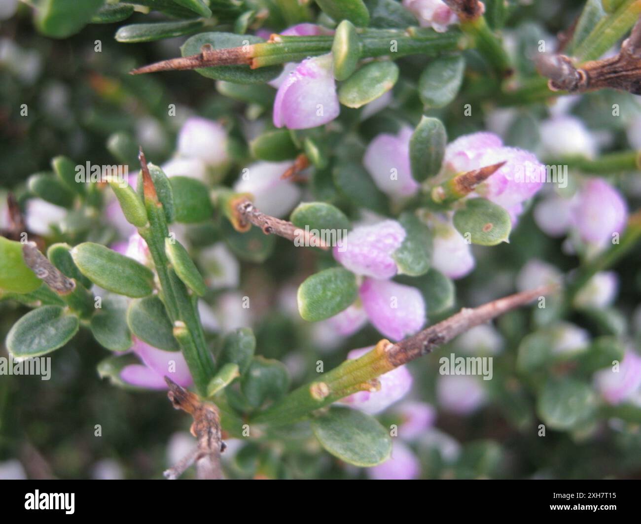 tortoise berry (Muraltia spinosa) Gouriqua on the Southern Cape Coast ...