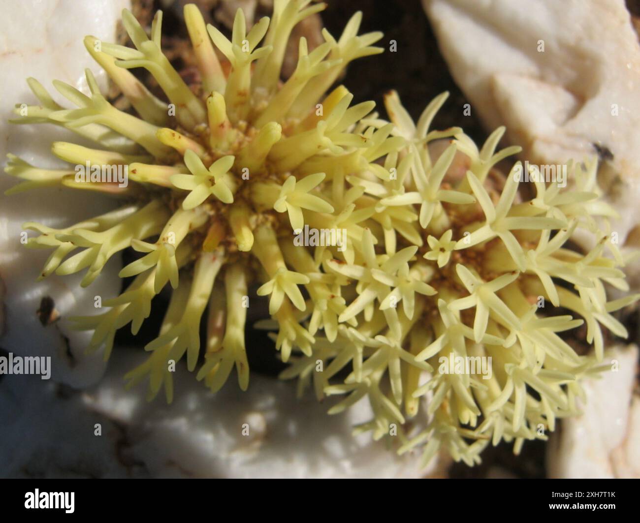 (Crassula columnaris columnaris) Anysberg Stock Photo - Alamy