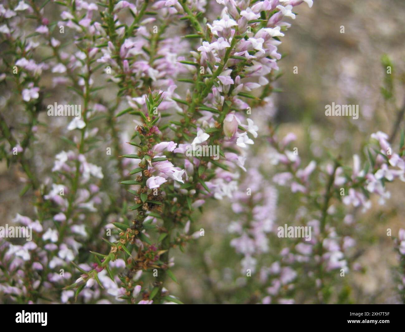Juniper Purplegorse (Muraltia juniperifolia) Kouga Wildernis in the ...