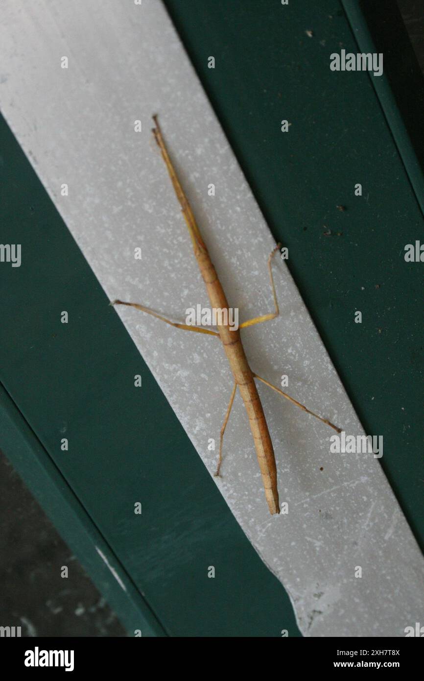 Indian Walking Stick (Carausius morosus) ERF138862, Upper Thistle Rd: On entrance door of ...