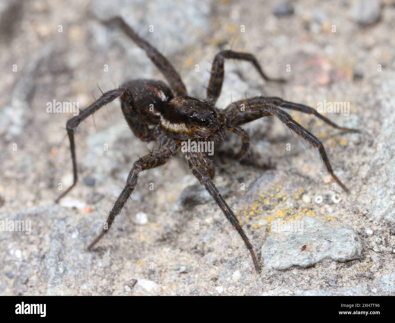 Thin-legged Wolf Spiders (Pardosa) McLaren Park, San Francisco ...