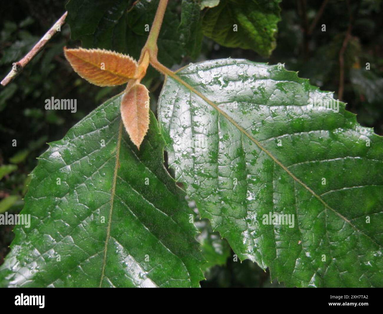 Assegai tree hi-res stock photography and images - Alamy