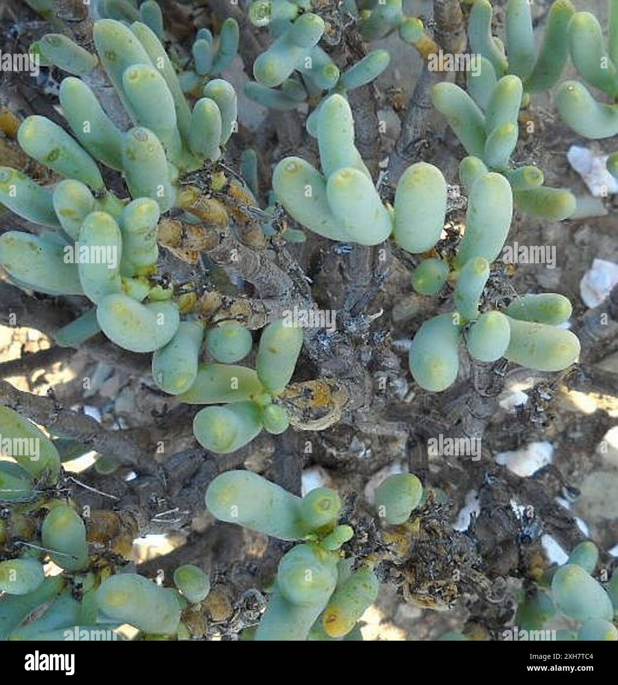 Baboon's-food (Augea capensis) , Min Water: Min Water in the Klein ...