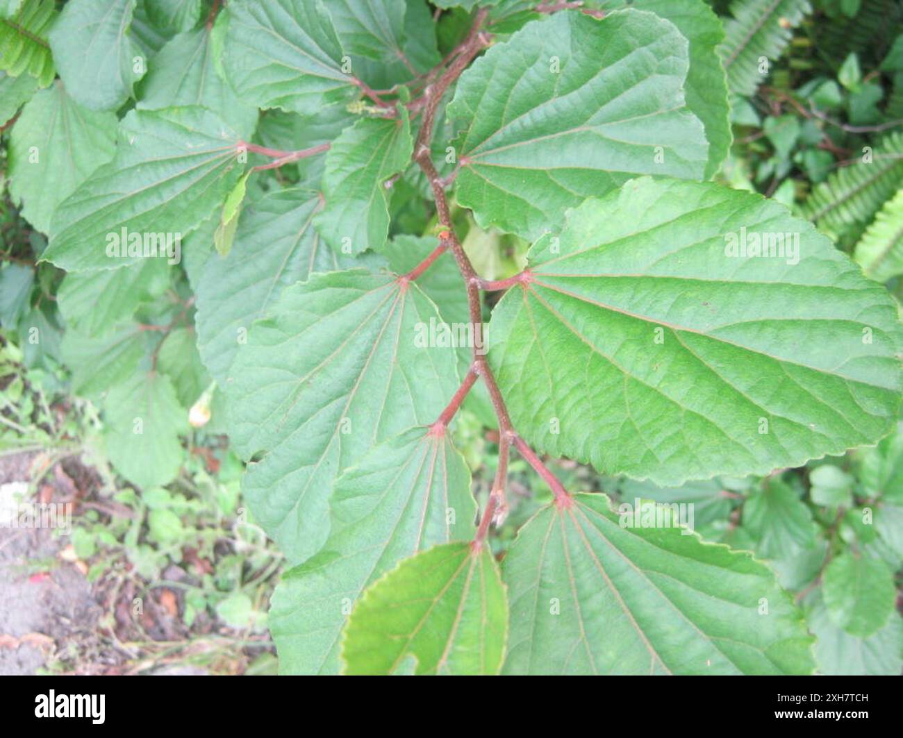 Round-Leaved Wild-Mulberry (Trimeria grandifolia grandifolia ...