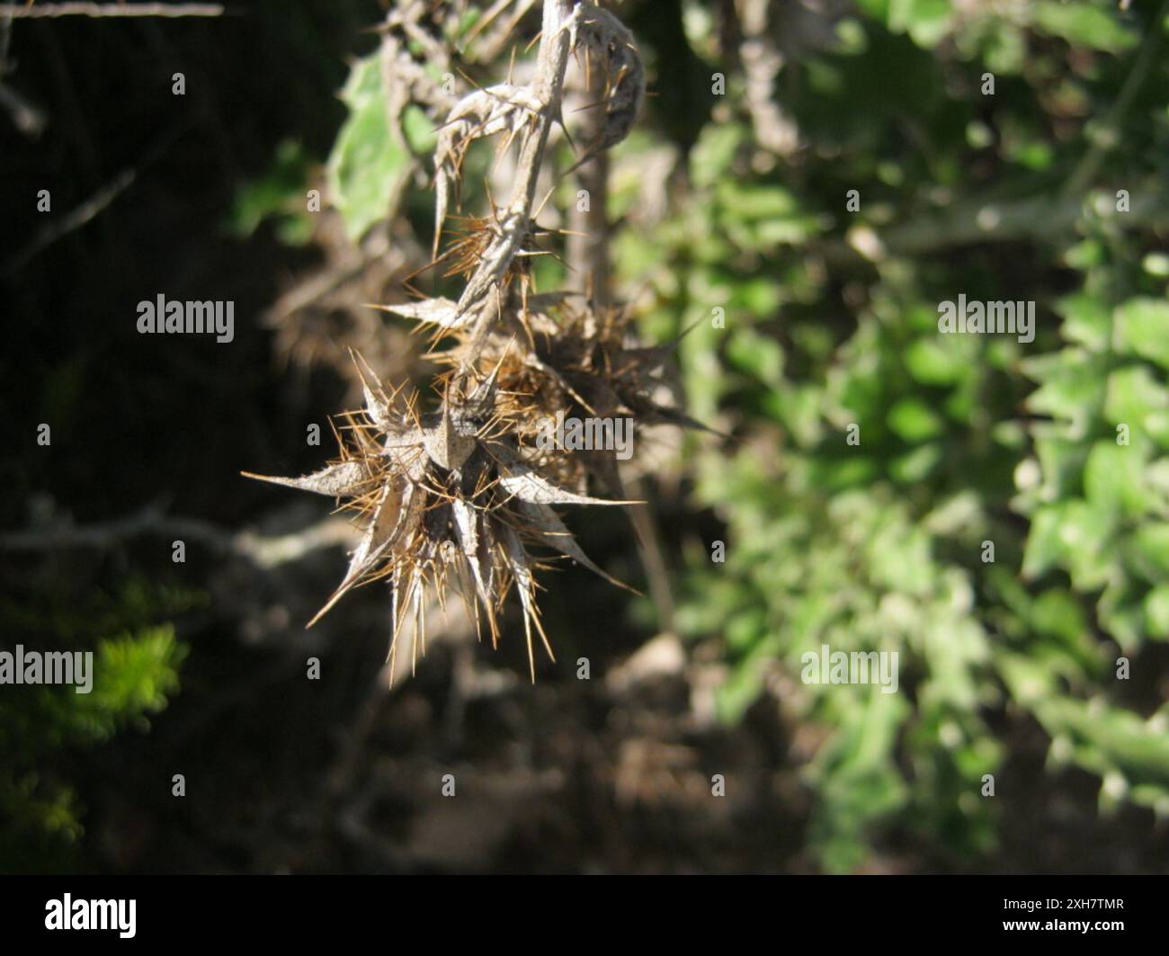 Weed African Thistle (Berkheya rigida) Vleesbaai and surrounds Stock ...