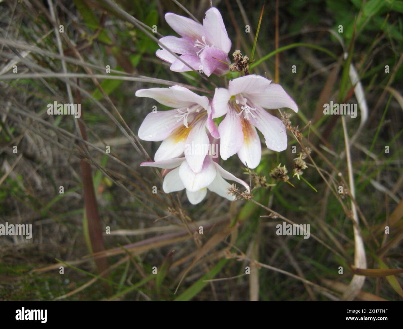 White Kammetjie (Freesia leichtlinii alba) Dune Molerat Reserve Stock ...