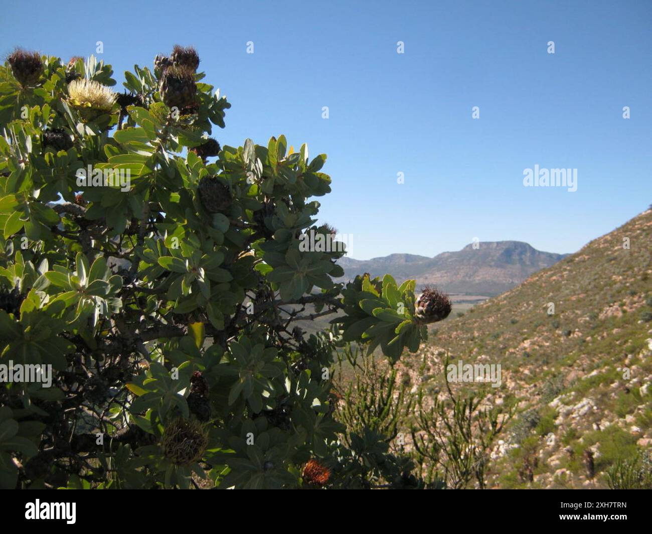 Wagon Tree (Protea nitida) Perdepoort in the northern Outeniquas Stock ...