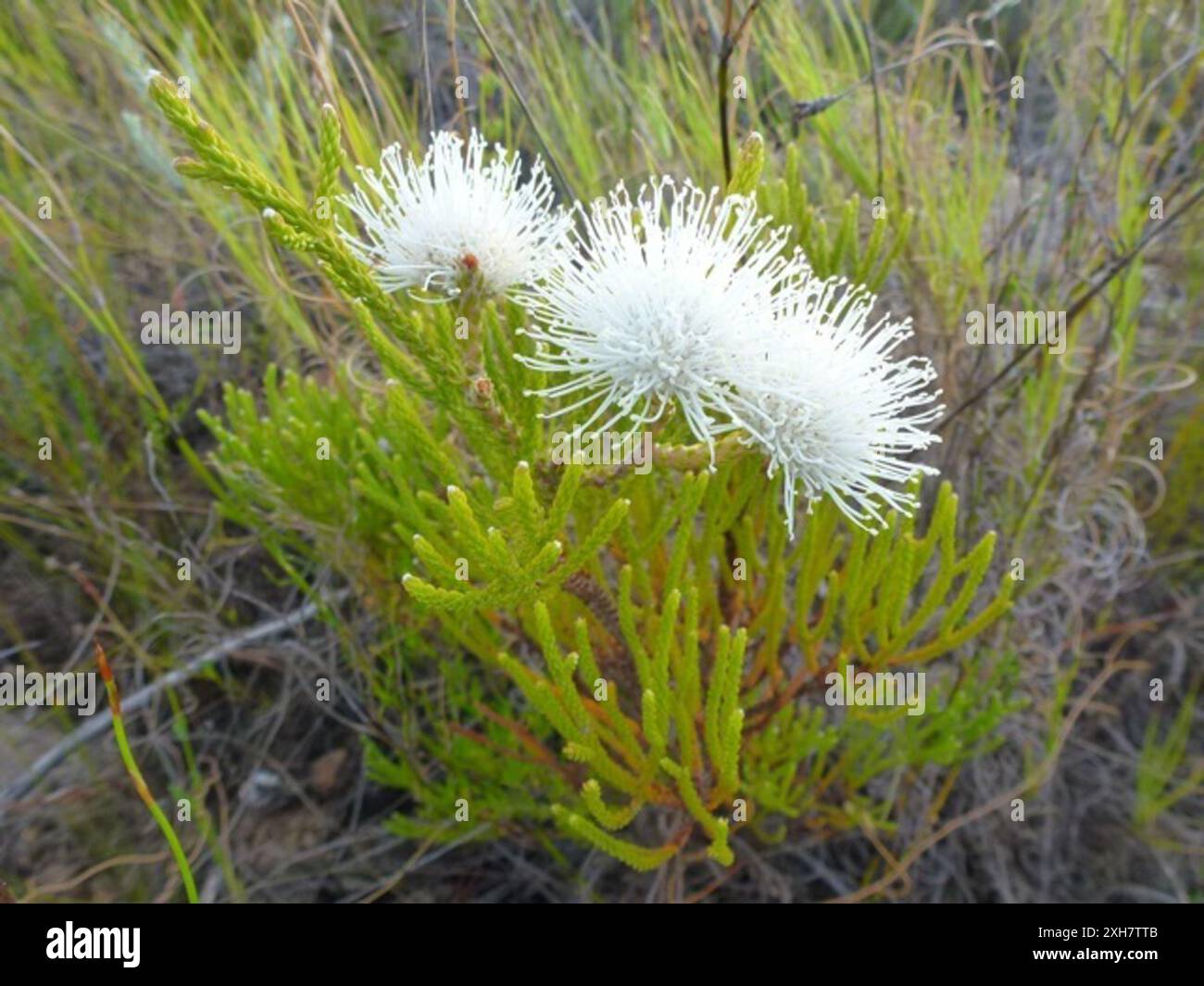 Cone Stompie (Brunia noduliflora) Swartberg Gouekrans: Swartberg en ...