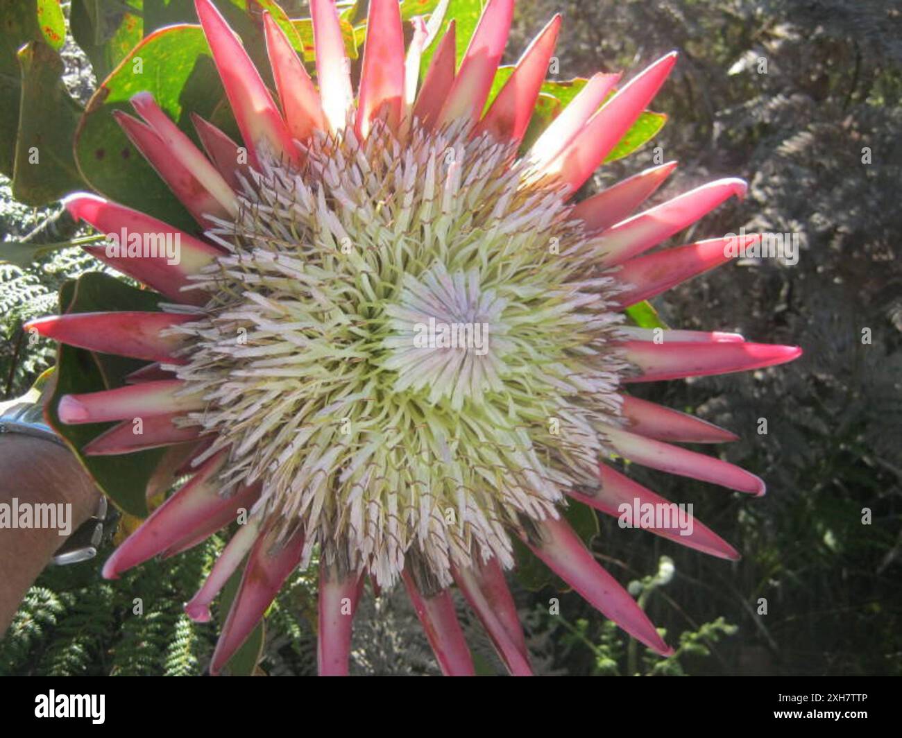 King Protea (Protea cynaroides) Tonnelbos in the Outeniquas Stock Photo ...