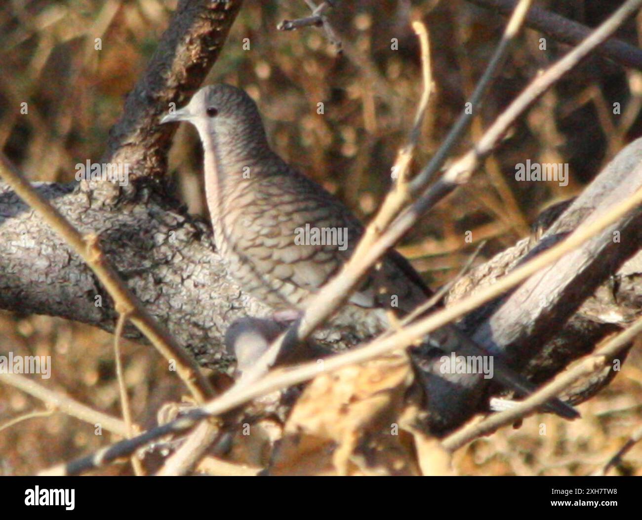Inca Dove (Columbina inca) Xochicalco Stock Photo - Alamy