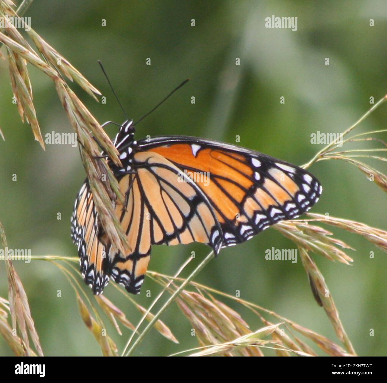 Viceroy (Limenitis archippus) wessington, South Dakota Stock Photo - Alamy