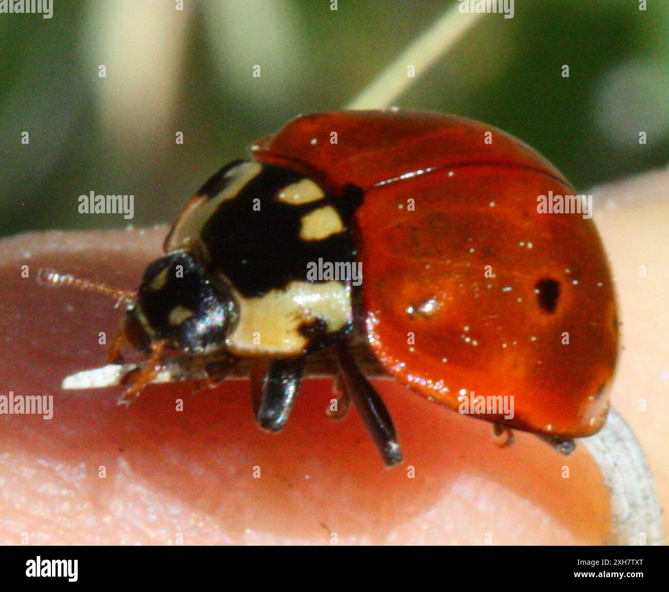 Flying Saucer Lady Beetle (Anatis rathvoni) sagehen creek fieldstation ...