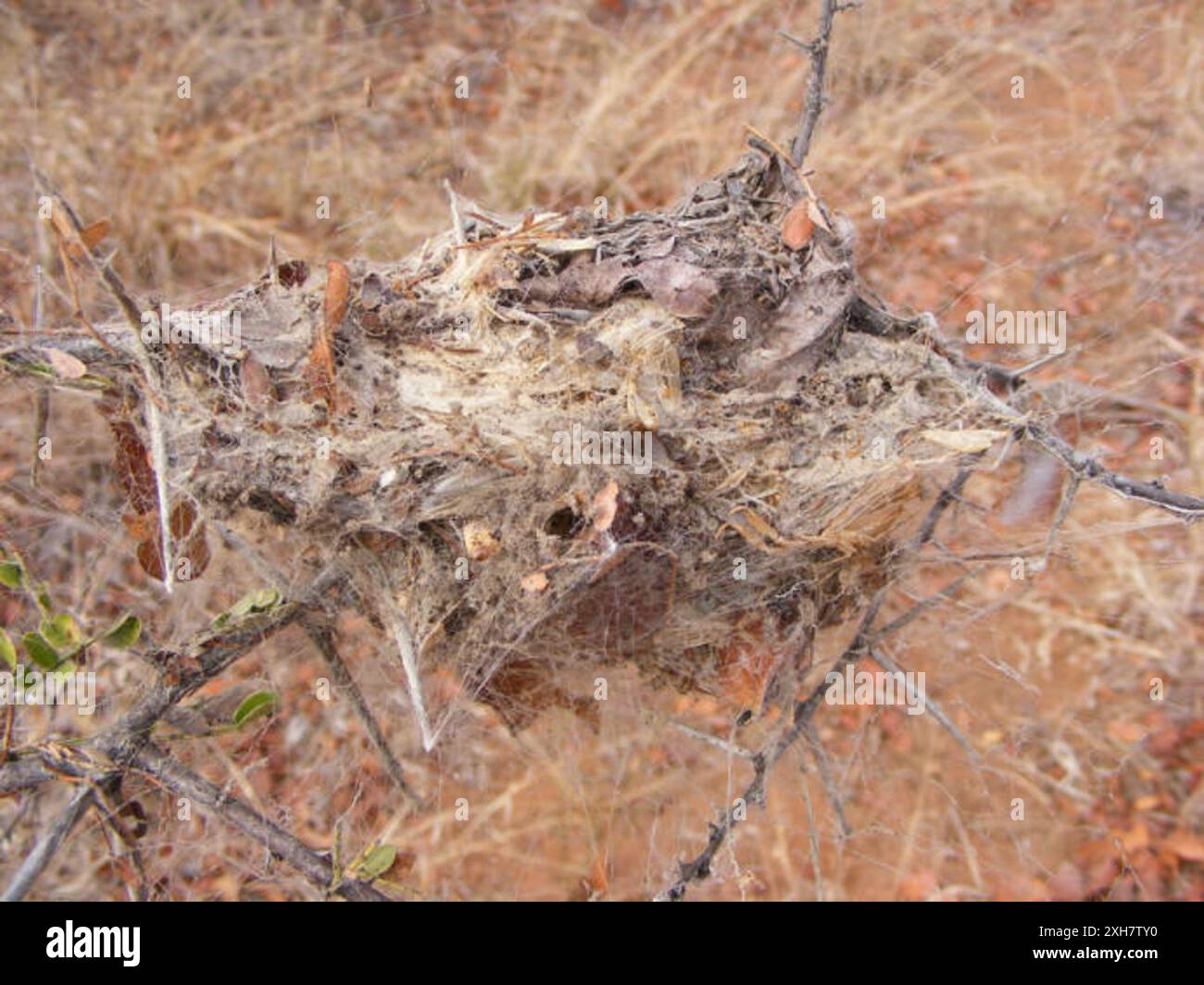 Social Velvet Spiders (Stegodyphus) S51, Kruger National Park: Mopane ...