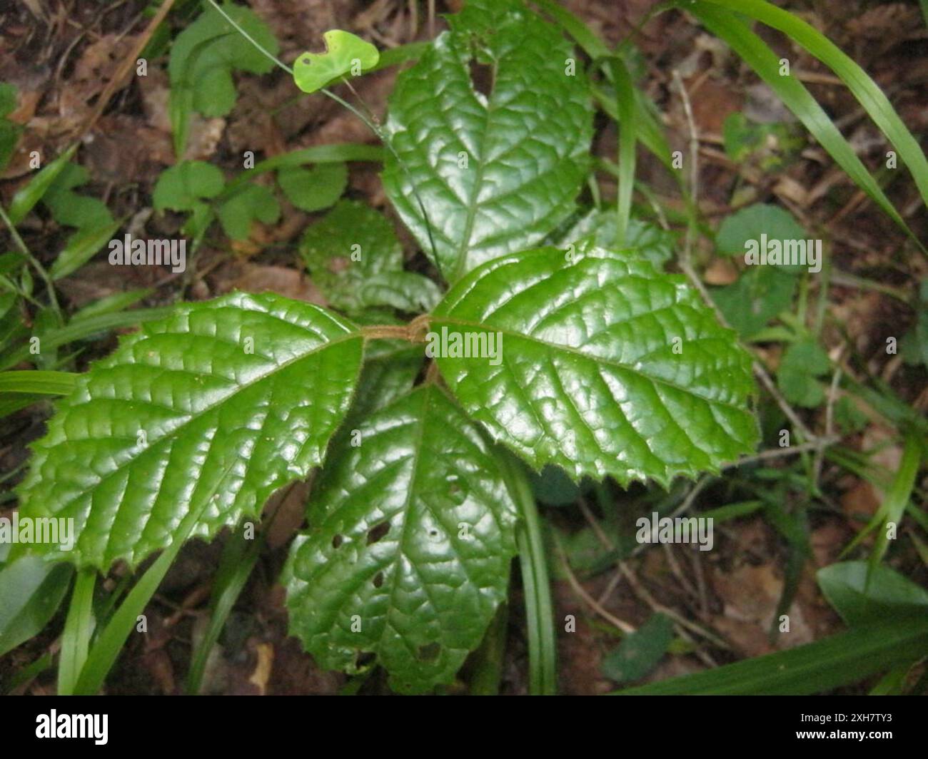 Assegai tree hi-res stock photography and images - Alamy