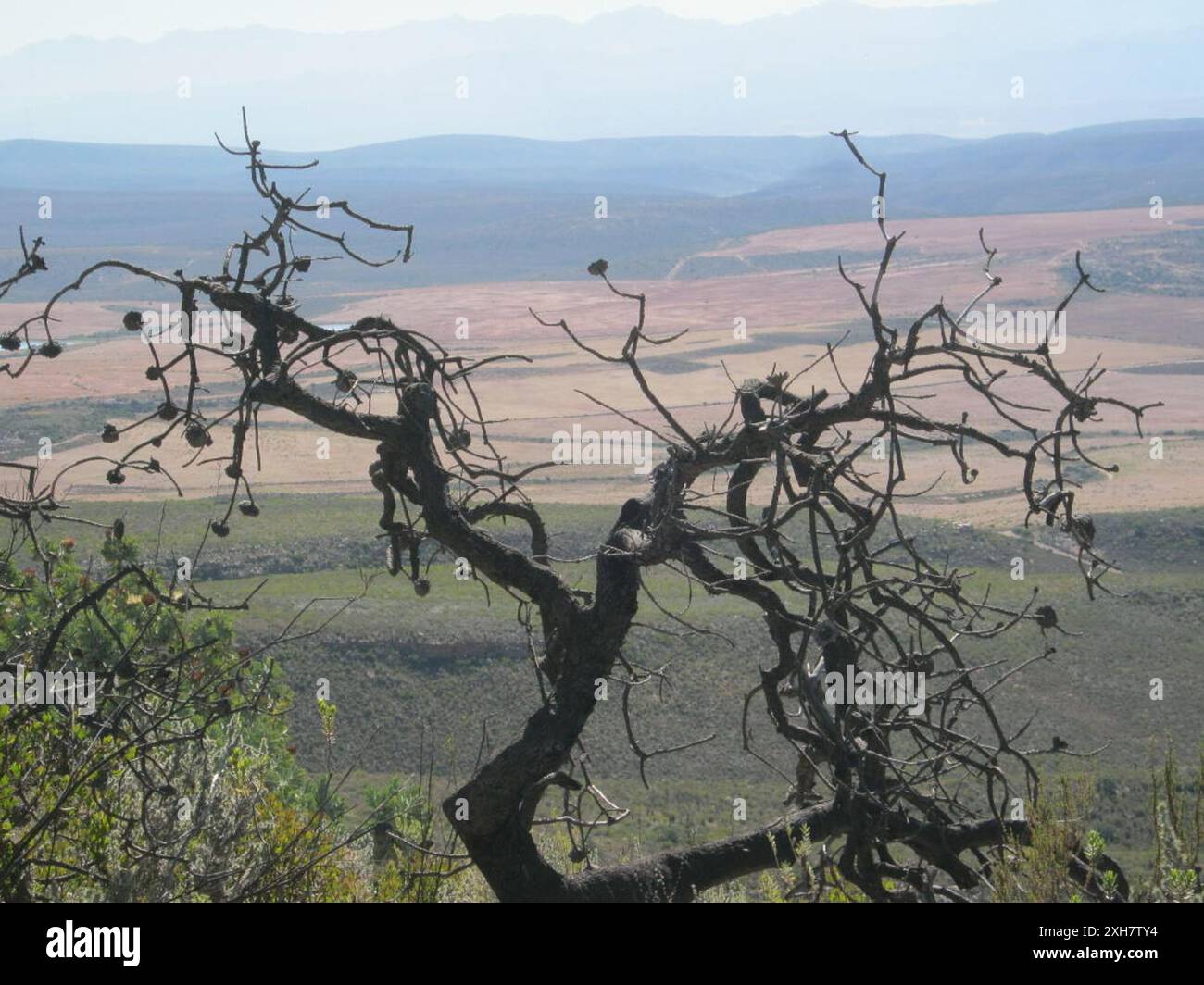 Wagon Tree (Protea nitida) Perdepoort in the northern foothills of the ...
