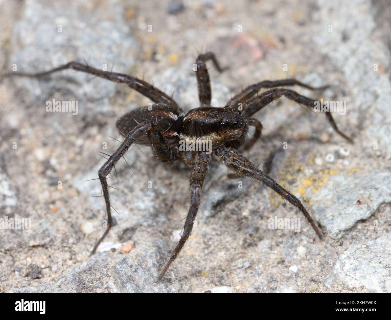 Thin-legged Wolf Spiders (Pardosa) McLaren Park, San Francisco ...