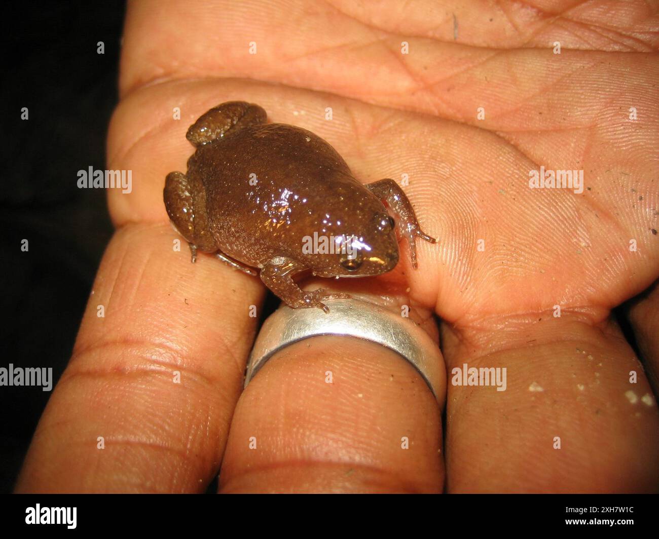 Eastern Narrow-mouthed Toad (Gastrophryne carolinensis) , Moore County ...