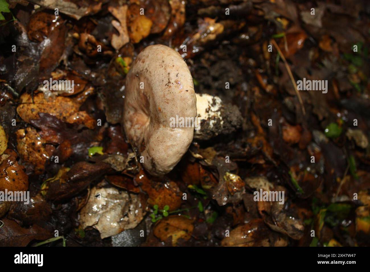 Giant Gray Milk Cap (Lactarius argillaceifolius megacarpus) , alexander ...