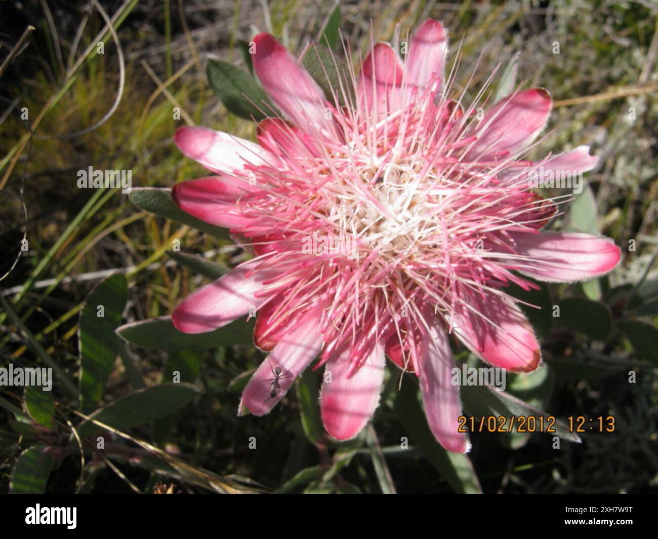Water Sugarbush (Protea punctata) Swartberg Gouekrans: En route to ...