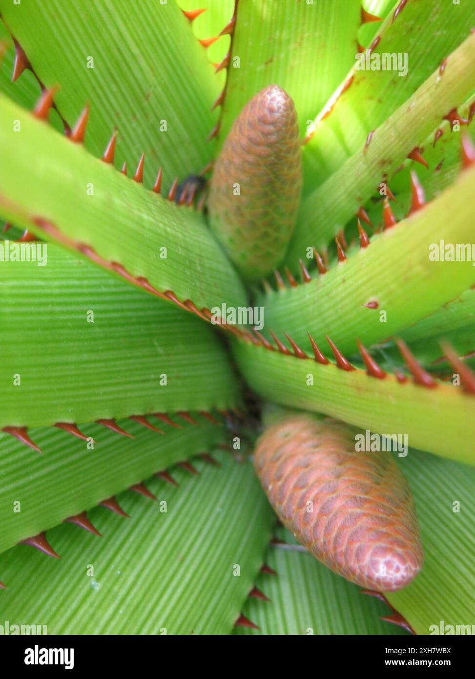 Muir's red-spined aloe (Aloe lineata muirii) Herold Stock Photo - Alamy