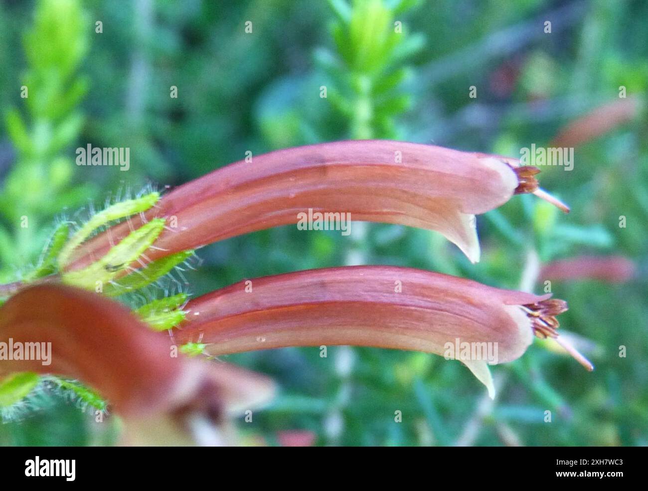 Ridged Glandular Heath (Erica glandulosa fourcadei) Kranshoek ...