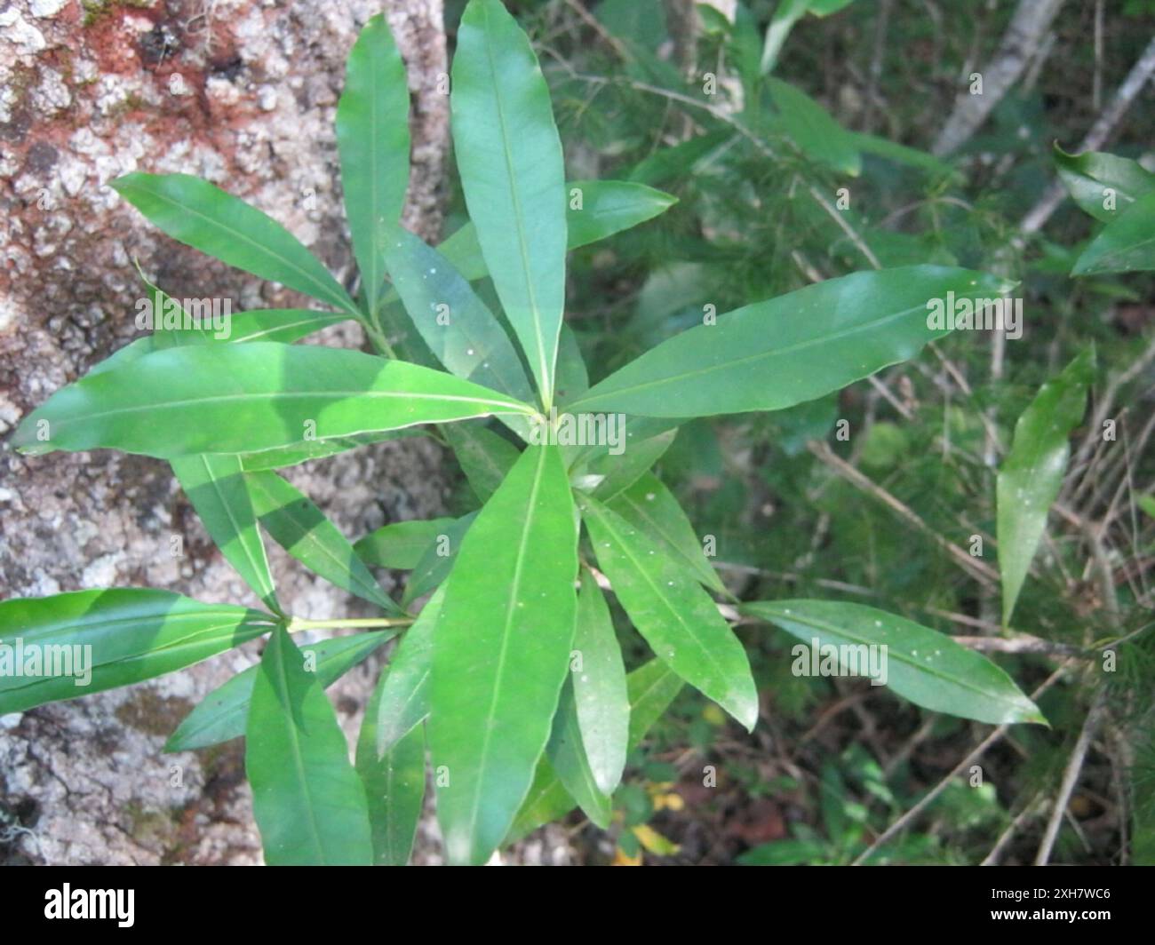 Knysna Boxwood (Gonioma kamassi) Strawberry Hill Fern Trail Stock Photo ...