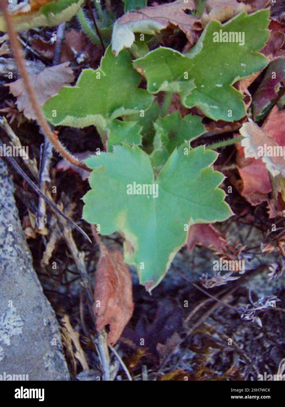 pink alumroot (Heuchera rubescens) California, US Stock Photo - Alamy