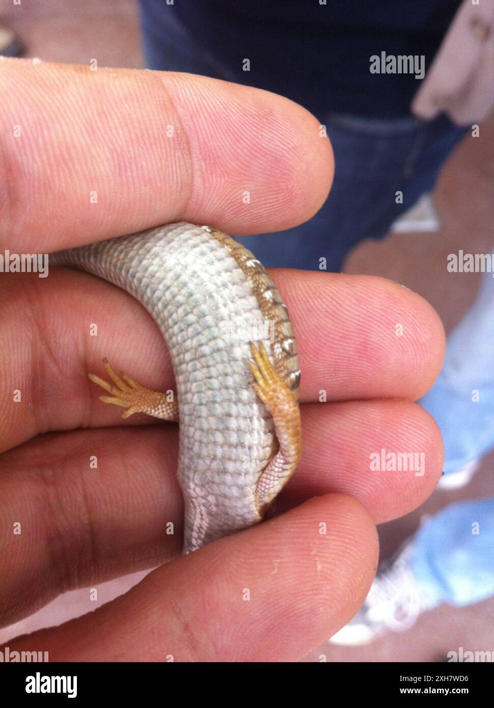 Southern Alligator Lizard (Elgaria multicarinata) 238 Searsville Rd ...