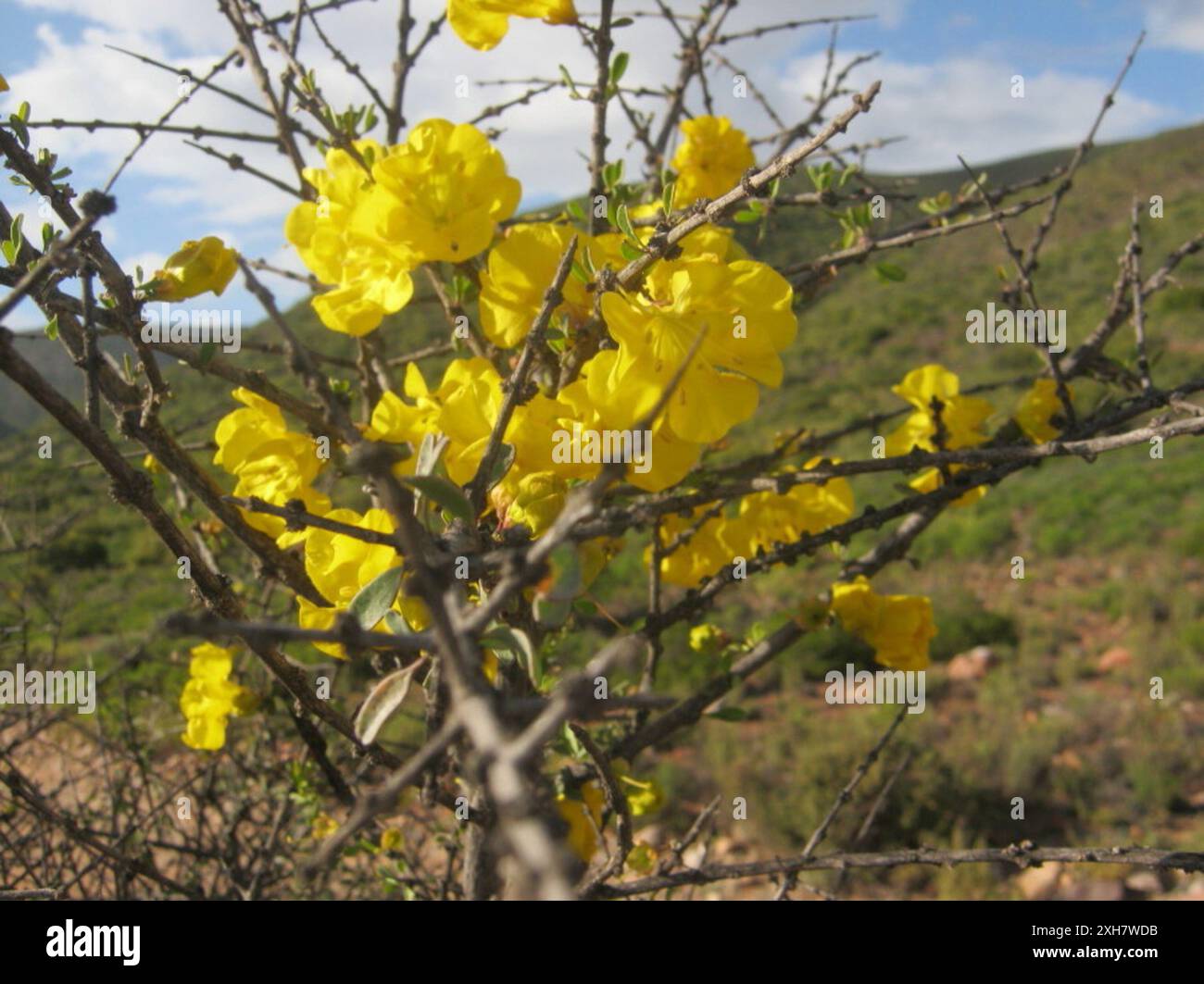 Karoo rhigozum hi-res stock photography and images - Alamy