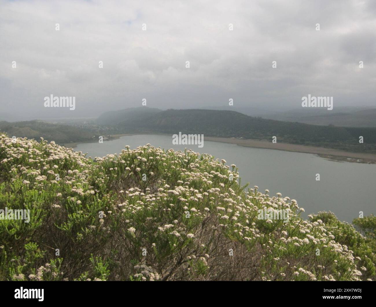 White bristle bush (Metalasia muricata) Goukamma Nature Reserve Stock ...