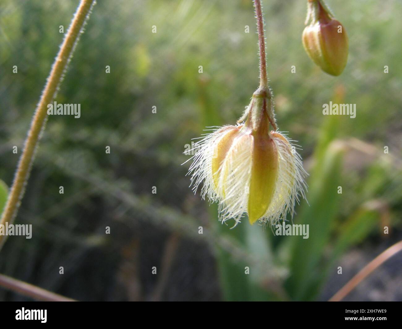 Trellis Vine (Pergularia daemia daemia) A 3, Ghanzi: Thakadu reserve ...