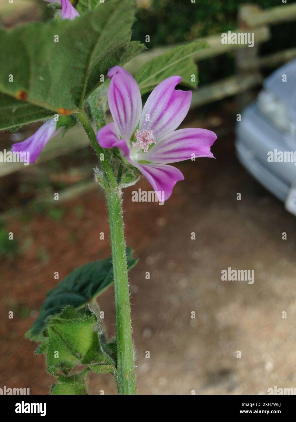 Malva pacifica hi-res stock photography and images - Alamy