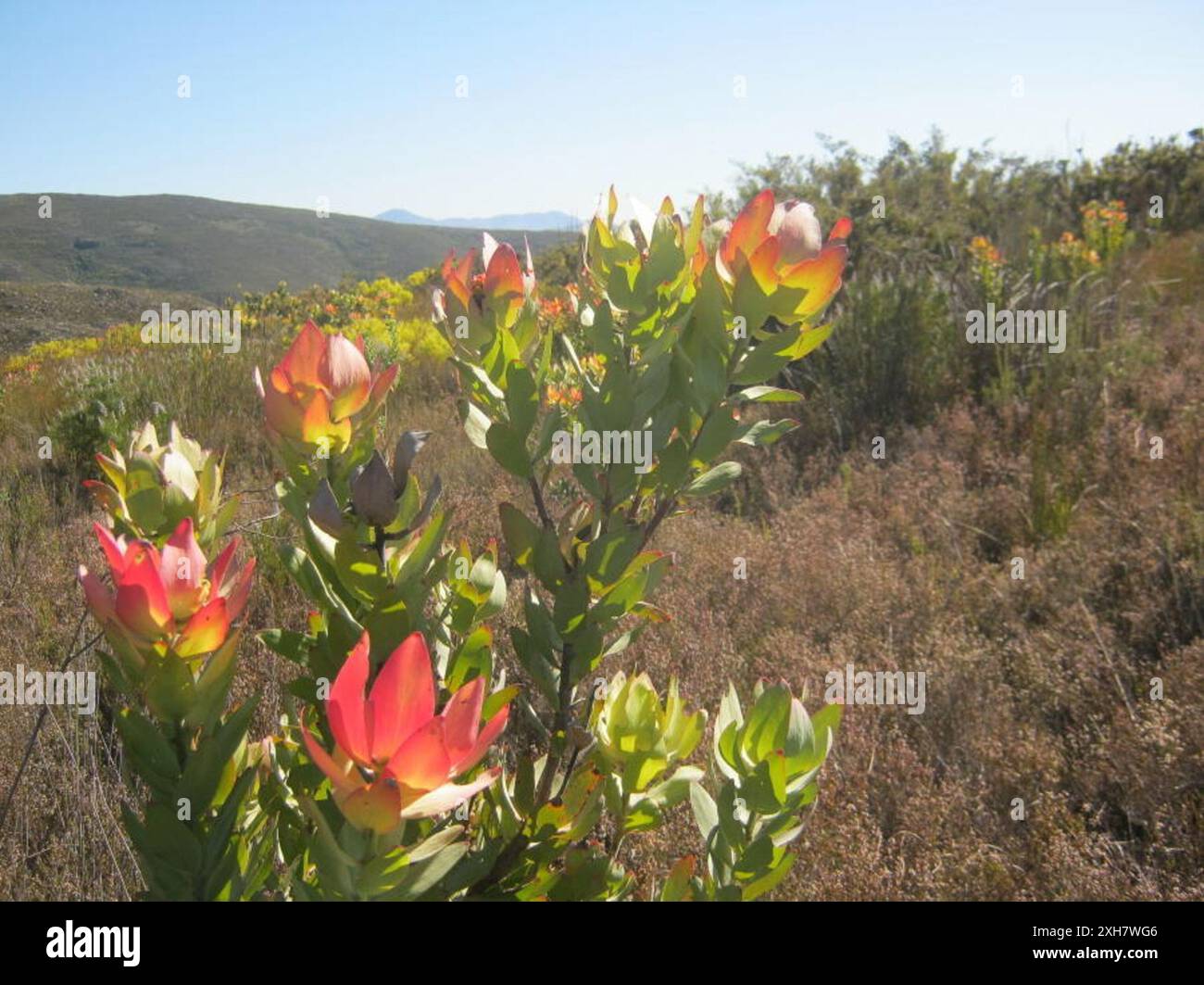 Spicy Conebush (Leucadendron tinctum) Rooiberg in the Gamka Nature ...