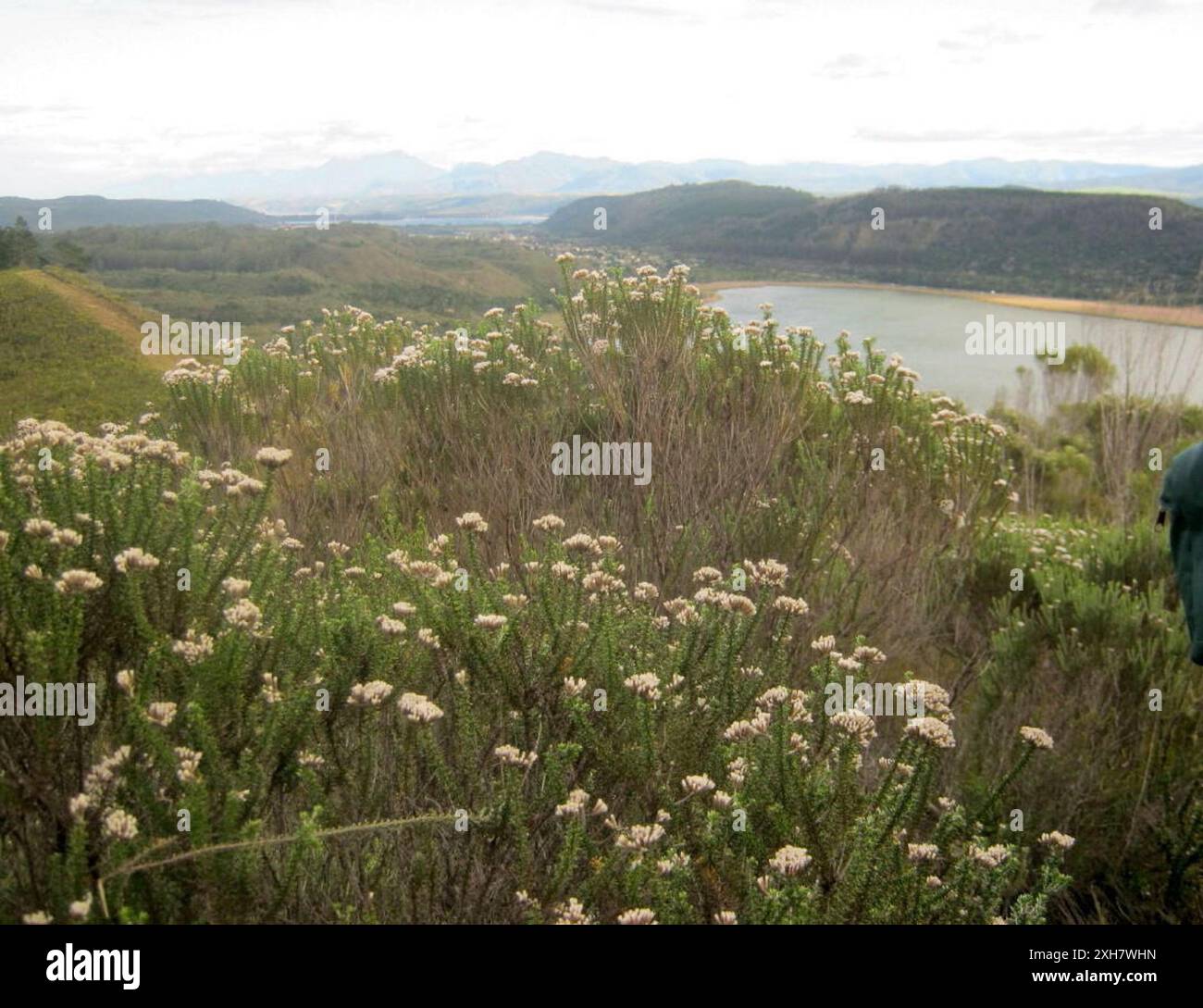 White bristle bush (Metalasia muricata) Goukamma Nature Reserve Stock ...