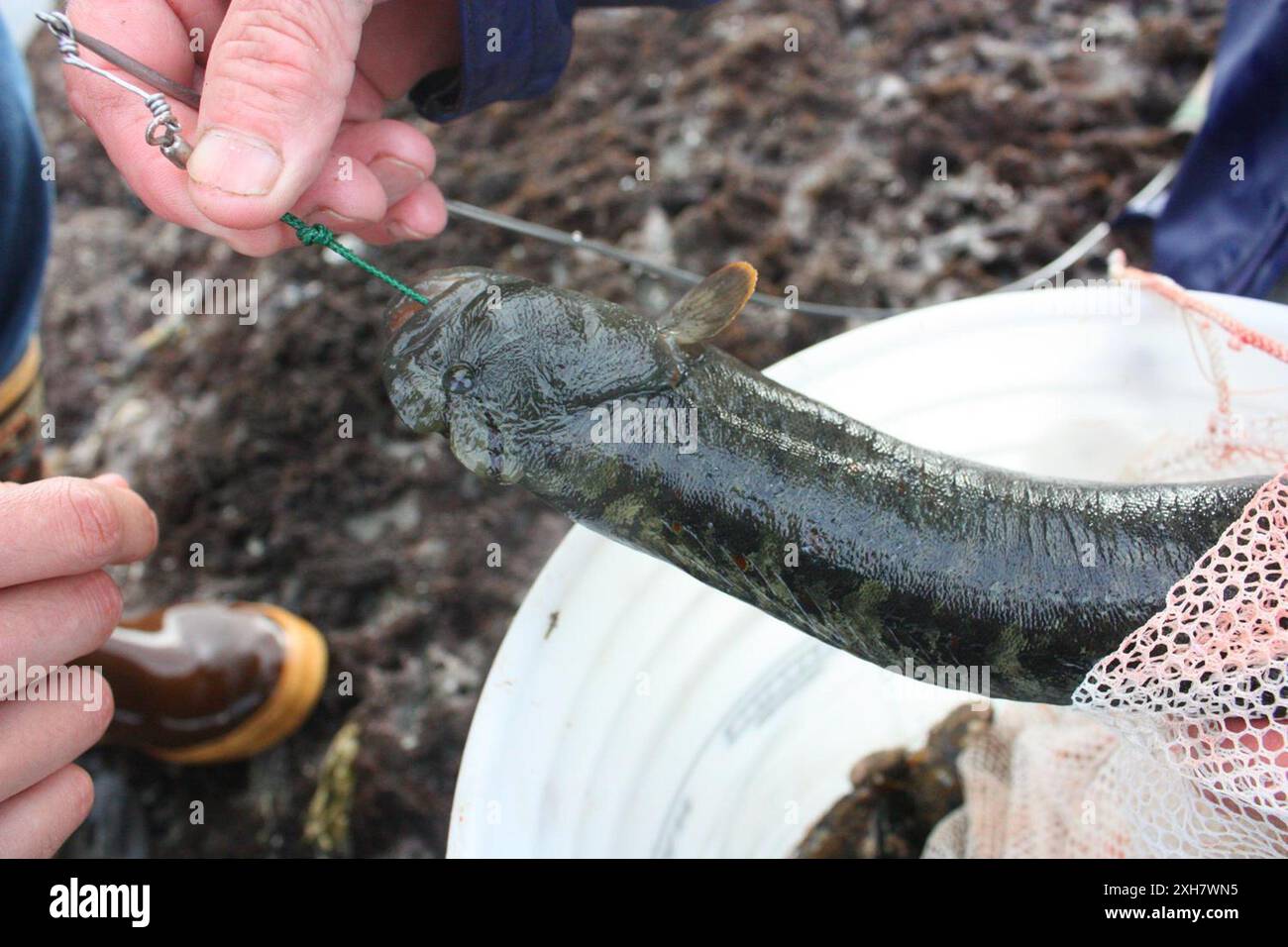Monkey-faced Prickleback (Cebidichthys violaceus) , pillar point CA ...
