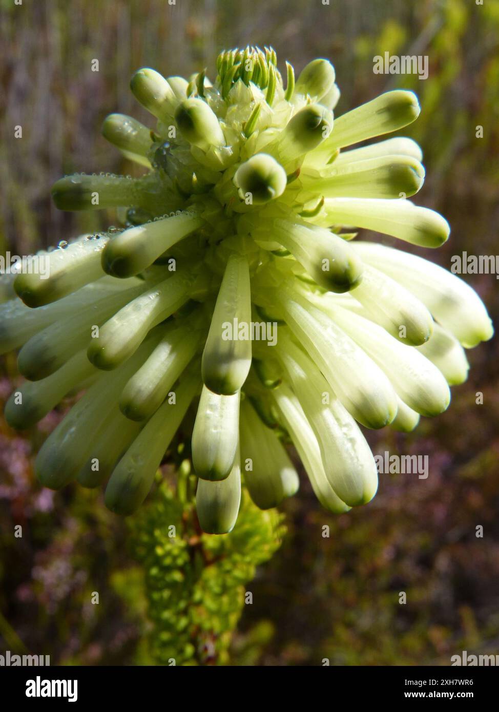 Bottle Green Heath (Erica sessiliflora) , Outeniquas Doringrivier ...