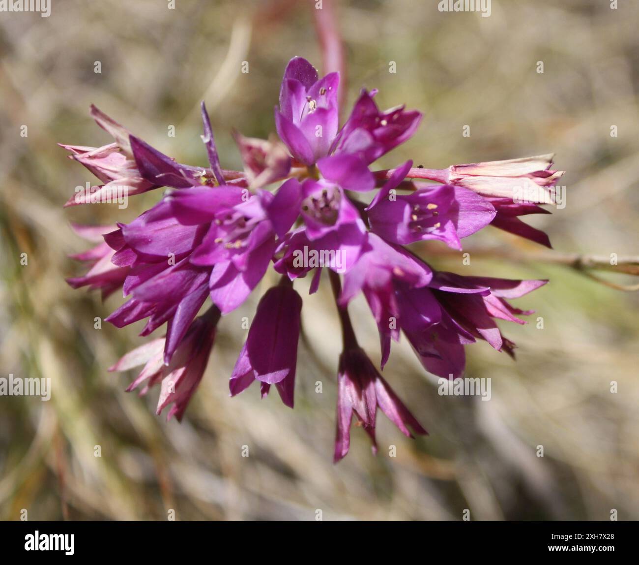 coastal onion (Allium dichlamydeum) Guadalupe Canyon Pkwy, Brisbane ...