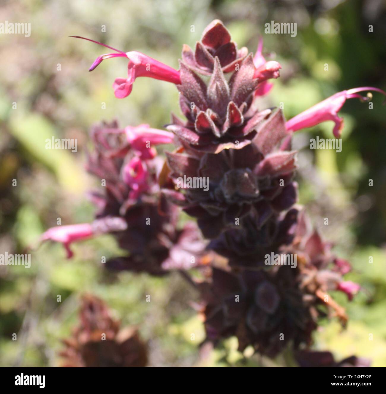 Hummingbird Sage (Salvia spathacea) 1–33 Lighthouse Ln, Brisbane ...