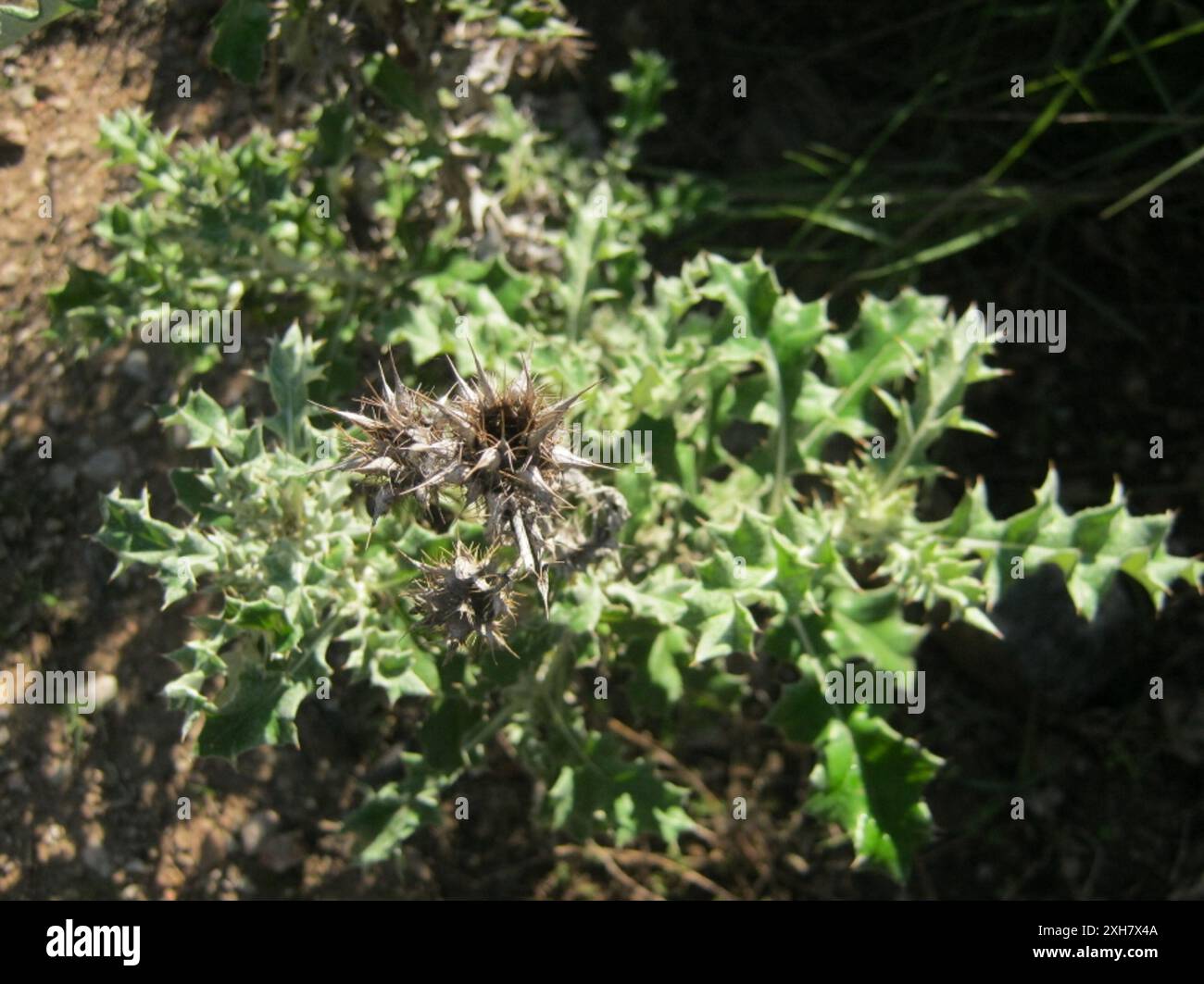 Weed African Thistle (Berkheya rigida) Vleesbaai and surrounds Stock ...