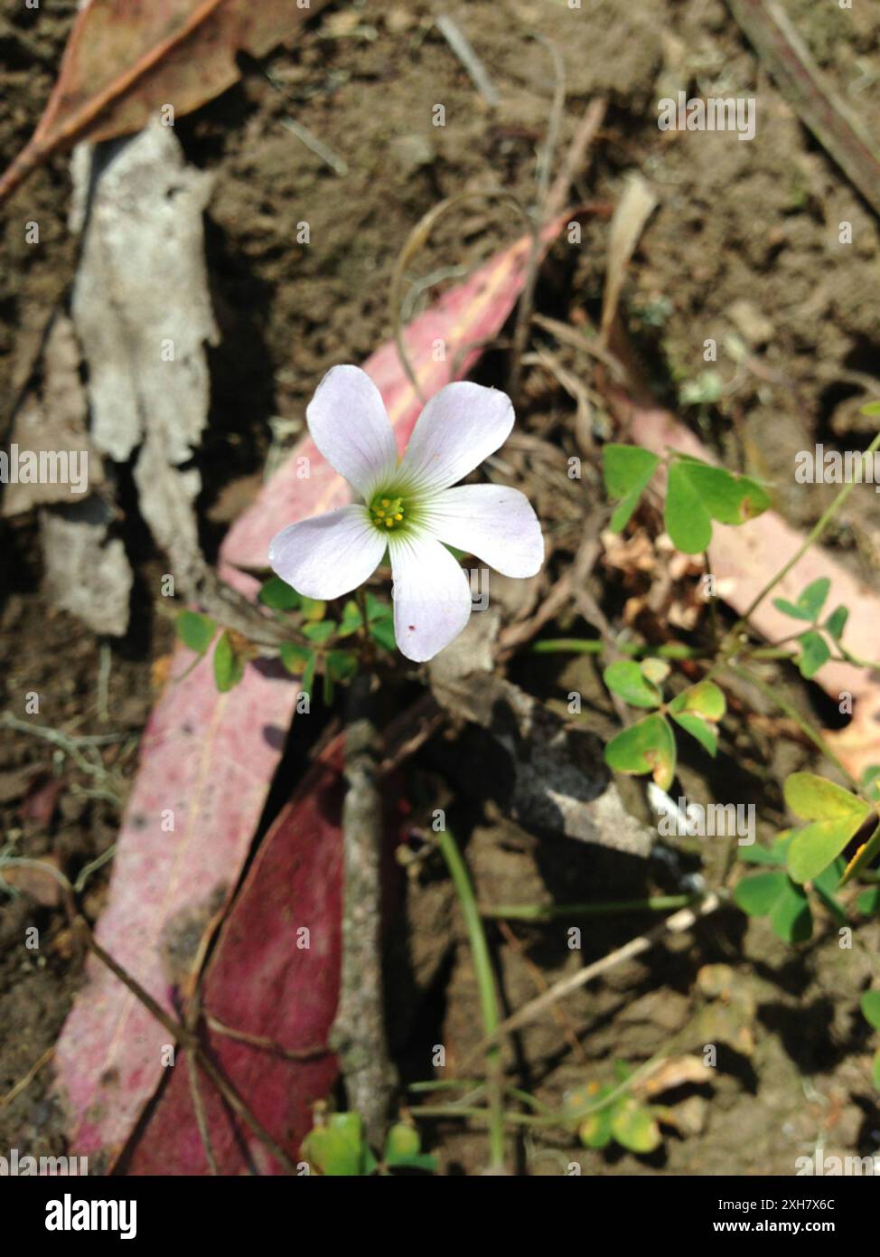 Pale pink-sorrel (Oxalis incarnata) McLaren Park, San Francisco ...
