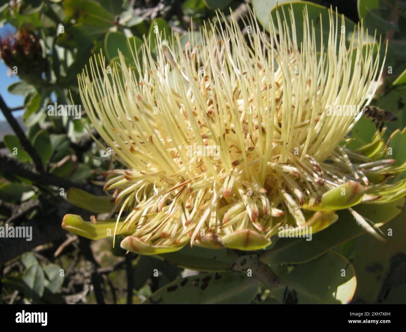 Wagon Tree (Protea nitida) Perdepoort in the northern Outeniquas Stock ...