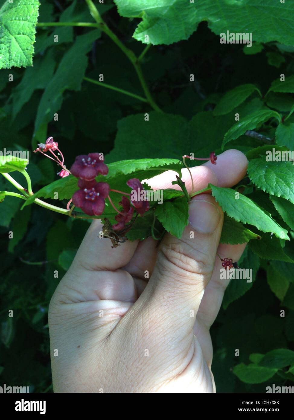 western burning bush (Euonymus occidentalis) California, US Stock Photo ...