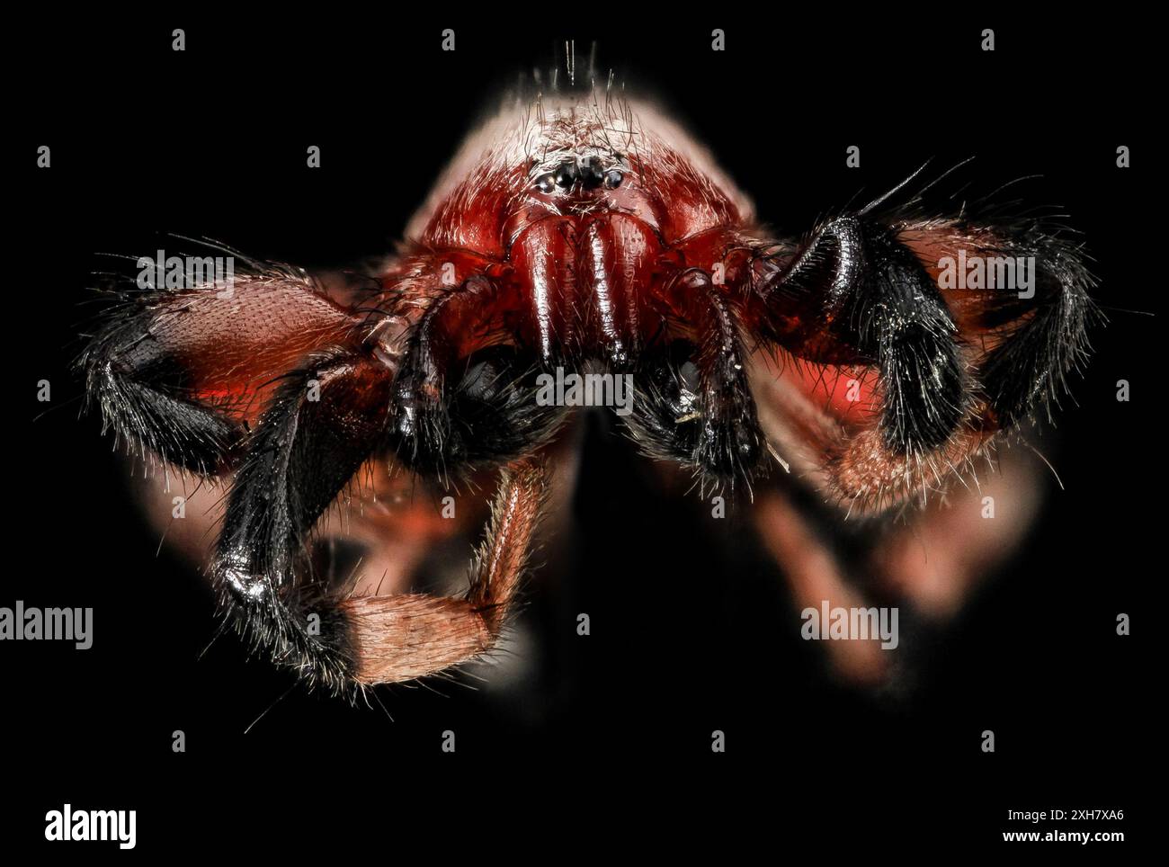 Variegated Ground Spider (Sergiolus capulatus) Beltsville, Maryland ...