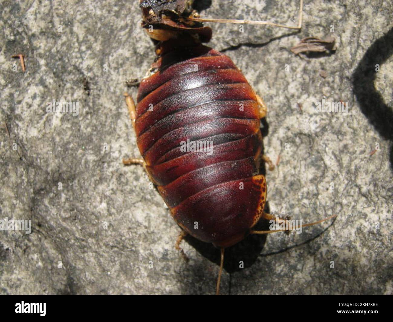 Cape Mountain Cockroach (Aptera fusca) Tonnelbos in the Outeniquas ...
